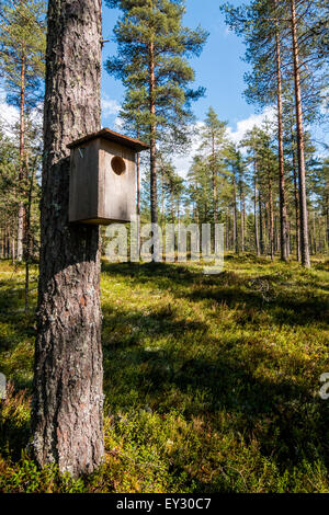 Redstart at the nest box Stock Photo - Alamy