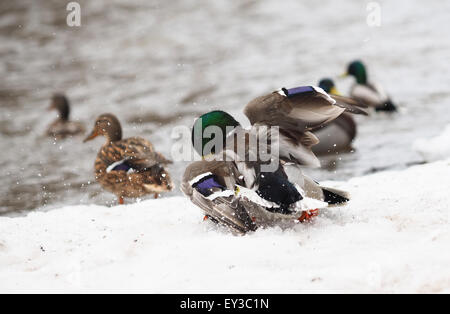 Two drake fight in the snow Stock Photo - Alamy