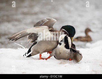 Two drake fight in the snow Stock Photo - Alamy
