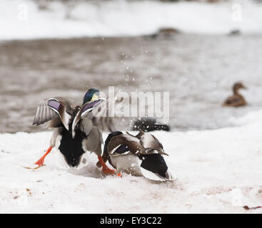 Two drake fight in the snow Stock Photo - Alamy