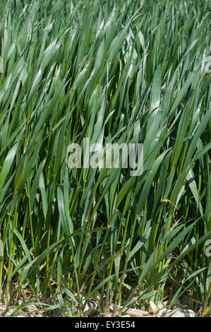 Winter wheat crop between stage 45 in the boot but with some ears at ...