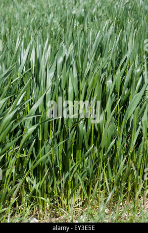 Wheat Flag Leaves Stock Photo - Alamy