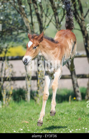 Connemara Pony. Bay foal leaping on a pasture. Germany Stock Photo - Alamy