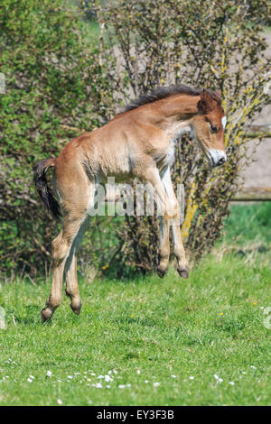 Connemara Pony. Bay foal leaping on a pasture. Germany Stock Photo - Alamy