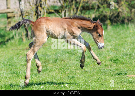 Connemara Pony. Bay foal leaping on a pasture. Germany Stock Photo - Alamy