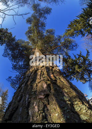 Looking up into the crown of a giant Sequoia tree, Queenstown Gardens ...
