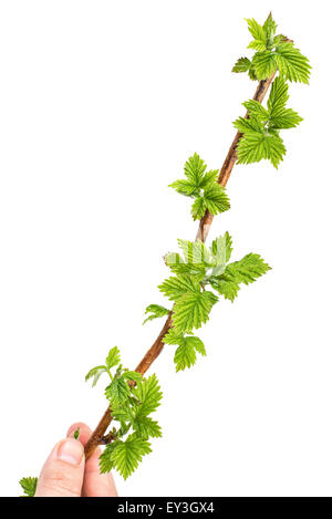 seedling raspberries isolated on white Stock Photo - Alamy