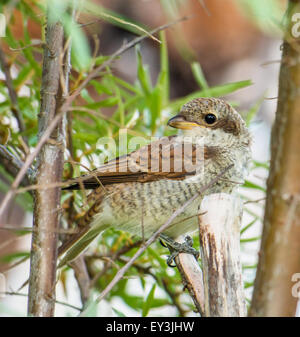 White-rumped Shrike (Eurocephalus rueppelli) on a branch, Lake Langano ...