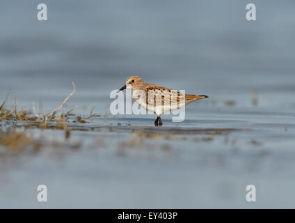 Little Stint (Calidris minuta) adult, summer plumage, spring passage ...