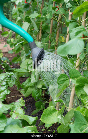 Watering runner beans with a watering can in a vegetable garden Stock ...