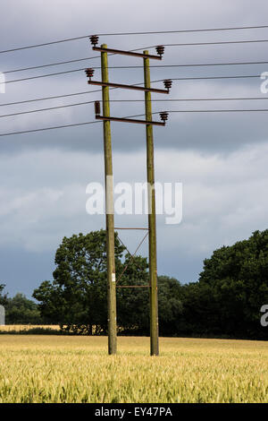 A Summer corn field with telegraph pole in York Stock Photo - Alamy