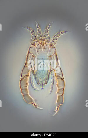 Phase contrast photomicrograph, feather mite Magpie Pica pica Stock ...