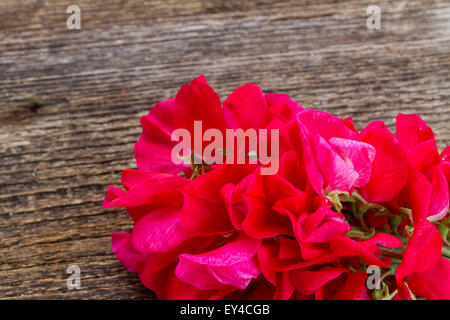 Closeup shot of blooming Sweet pea flowers in Tenerife island, Spain ...