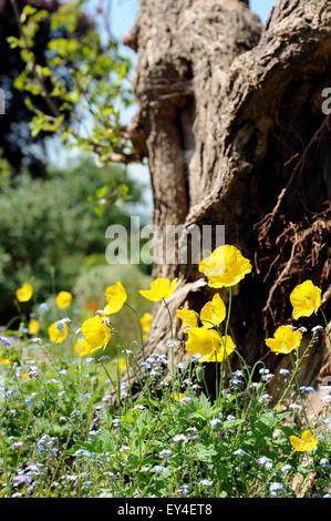 Garsington, Oxfordshire, GB, United Kingdom, England, N 51 42' 58'', S ...