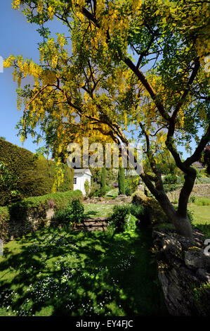 Laburnum hedge in full flower with a view across valley to a farm. Near ...