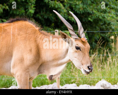 The Wild Place Project Bristol Zoo Okapi Stock Photo - Alamy