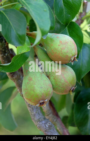 Pears grow on a tree in the garden. Selective focus. Food Stock Photo ...