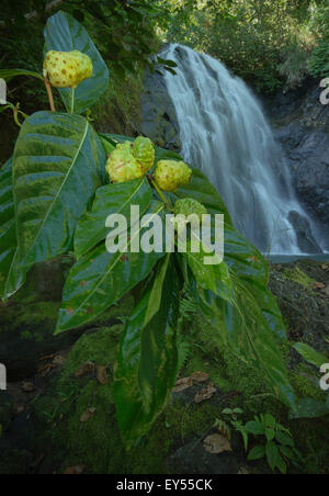 Kura fruits with flower and leaves - Fiji Stock Photo - Alamy