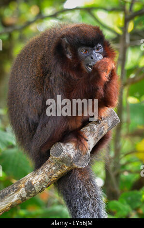 Red Titi Monkey (Callicebus cupreus) on branch Stock Photo - Alamy