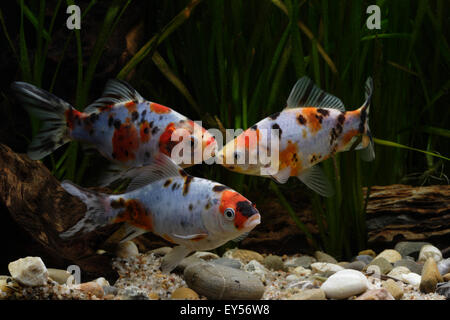 Shubunkin calico Goldfish Stock Photo - Alamy