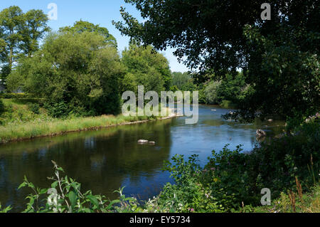 River Taff, Bute Park, Cardiff, South Wales, UK Stock Photo - Alamy