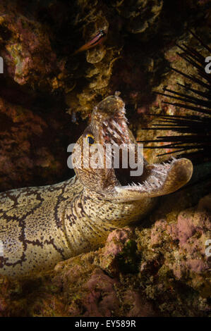 moray eel in reef Stock Photo - Alamy