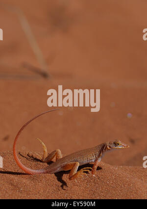 Shovel snouted lizard Aporosaura anchietae Thermal dance to prevent ...