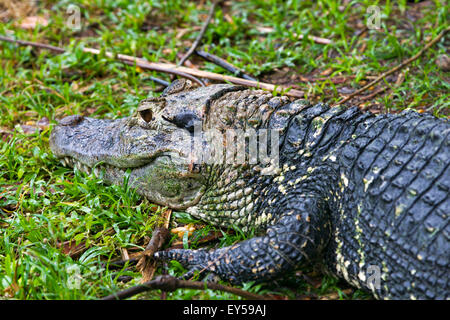 Black Caiman on river bank - Amazonas Brazil Stock Photo - Alamy