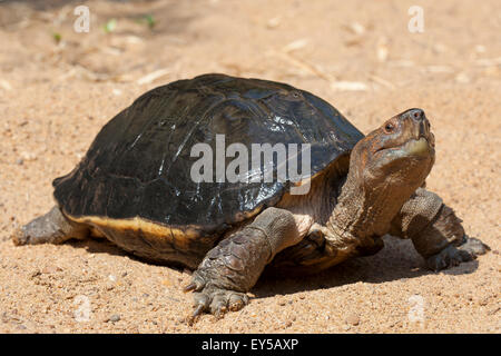 A Giant Asian Pond Turtle (Heosemys grandis) in captivity at the Cuc ...