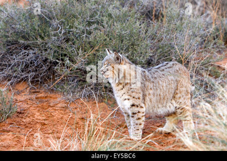 Bobcat in the bushes - Utah USA Stock Photo - Alamy
