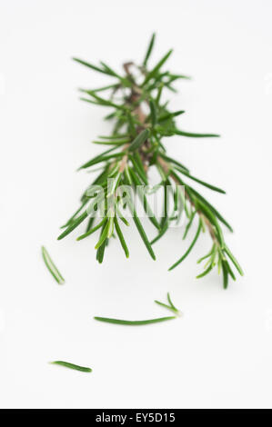 Rosemary (close-up shot; selective focus) on a vintage background Stock ...