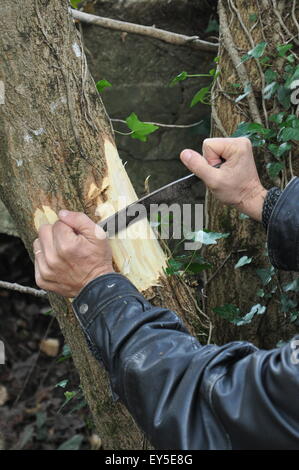 removing the bark Stock Photo - Alamy