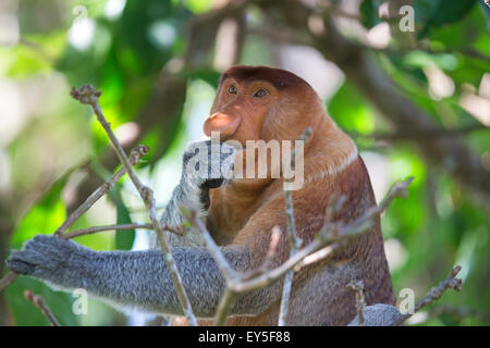 Portrait of Proboscis monkey eating in forest -Malaysia Bako Stock ...