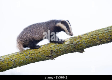Badger climbing on a tree at spring GB Stock Photo - Alamy