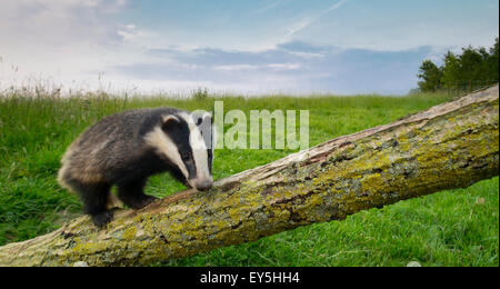 Badger climbing on a tree at spring GB Stock Photo - Alamy
