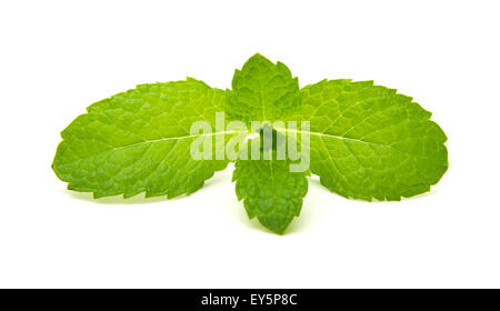 small sprig of mint isolated on white background Stock Photo - Alamy