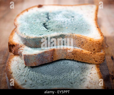 Mould growing rapidly on mouldy bread in green and white spores Stock ...