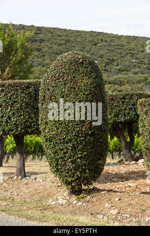 Topiaries of holly oak in the Luberon - France Stock Photo - Alamy