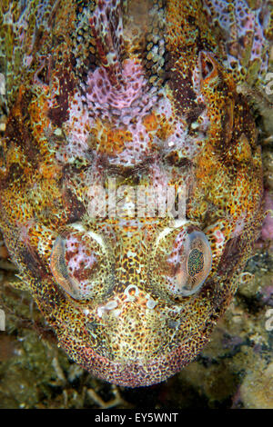 Red Irish Lord (Hemilepidotus hemilepidotus) portrait, underwater ...