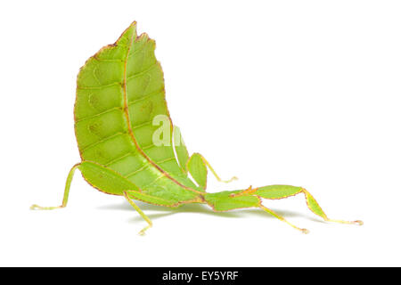 Phyllium Sp. philippines leaf insect walking stick appearance of a leaf ...
