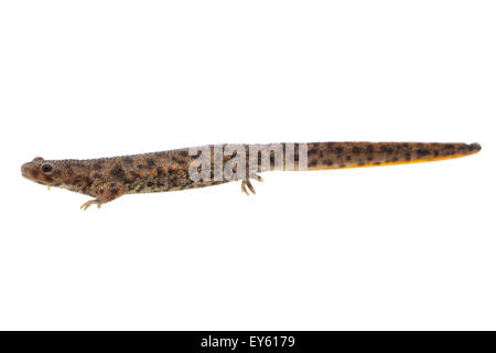 sharp ribbed newt, pleurodeles waltl in spain Stock Photo - Alamy