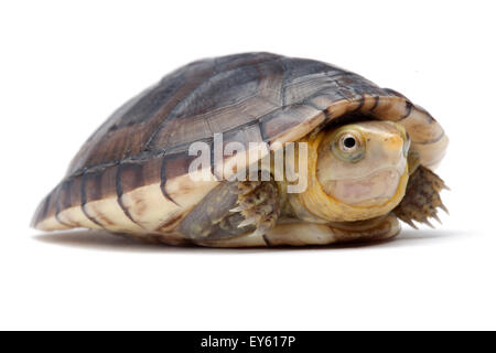 white-lipped mud turtle (Kinosternon leucostomum), underside, Honduras ...
