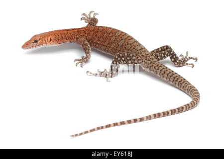 Pilbara Rock Monitor on white background Stock Photo - Alamy