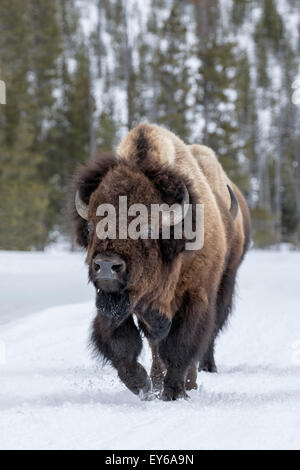 American Bison Walking in Snow Storm with Tongue Out Bison bison Stock ...