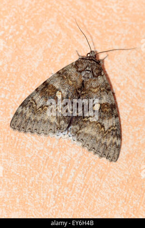 Blue Underwing (Catocala fraxini) Insecta Stock Photo - Alamy