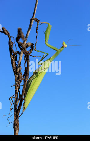 Mantis religiosa, European mantis. Pankino. Ryazan region, Pronsky area ...