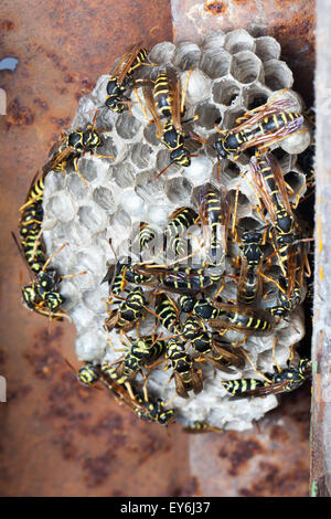 Polistes nimpha, Paper Wasp. Denisovo. Russia Stock Photo - Alamy