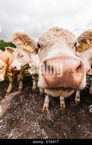Cattle feet up close Stock Photo - Alamy