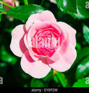 Closeup macro pink shrub rose in backyard garden Stock Photo - Alamy