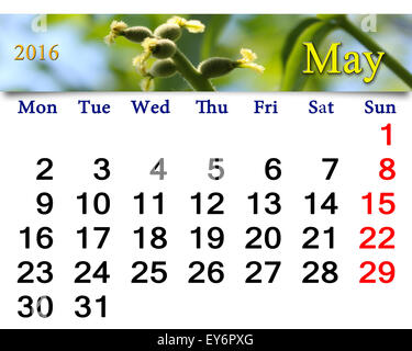 calendar for May 2016 with ribbon of blooming dicentra Stock Photo - Alamy